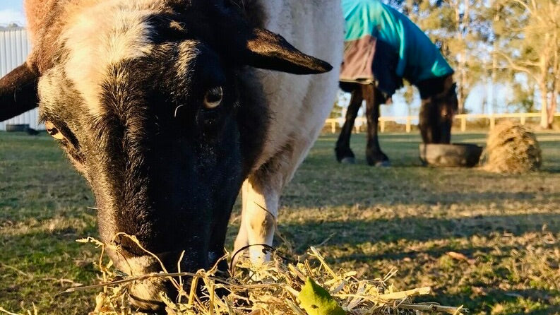 Boost Sheep Health, Fertility and Wool Quality with Seaperia – Seaweed ...